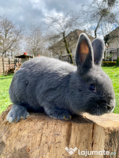 Iepuri, 120 lei - Lajumate.ro