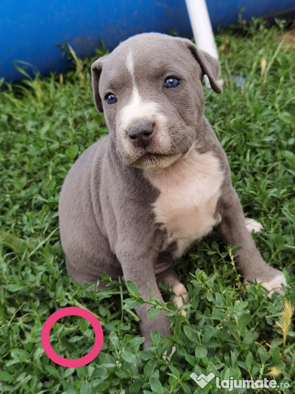Amstaff blue și blue fawn