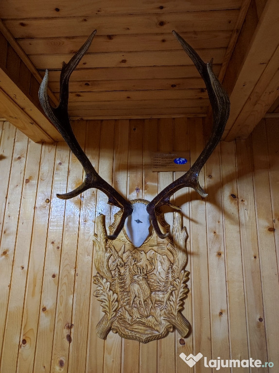 Panoplie coarne cerb