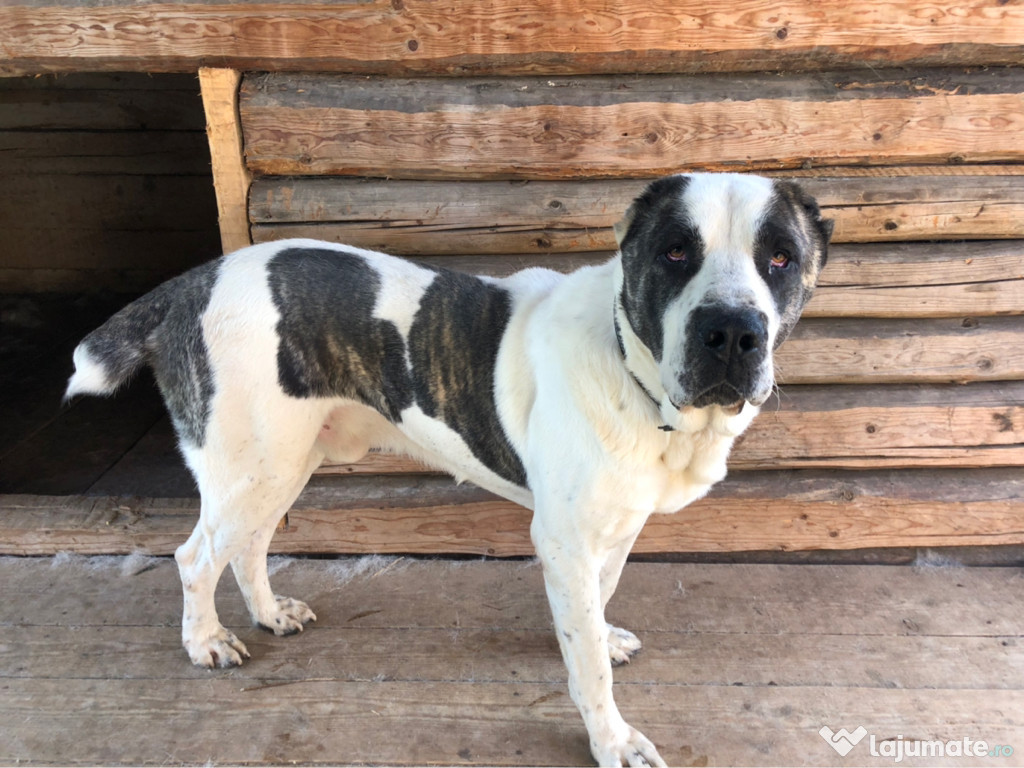 Câine “CIOBĂNESC DE ASIA CENTRALĂ