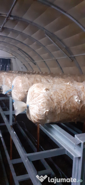 Ciuperci pleurotus, compost ciuperci.