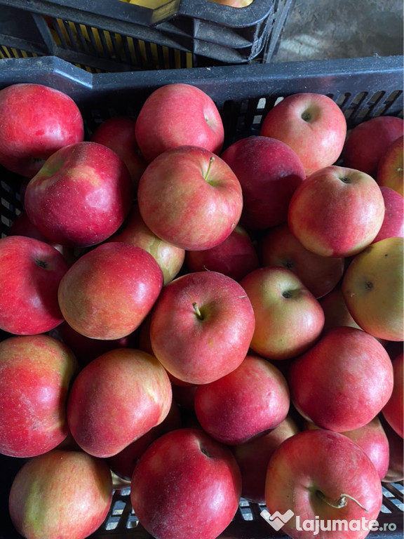 Smochin Curmal Avocado in ghiveci