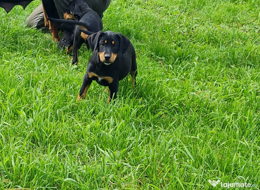 Teren central in sat Socetu,langa Rosiorii de Vede,jud. Teleorman