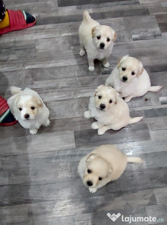 Adorabili catelusi maltezi remarcabili