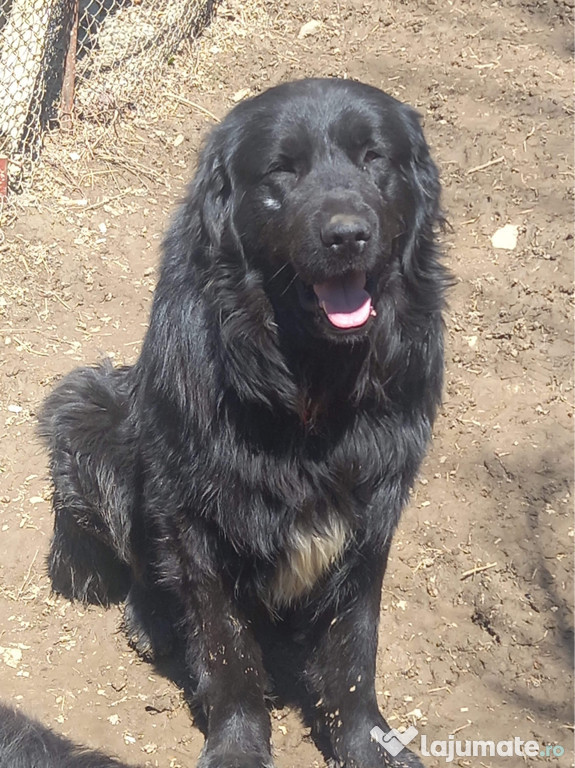 Fungicid BELLIS ptr. bolile marului si parului