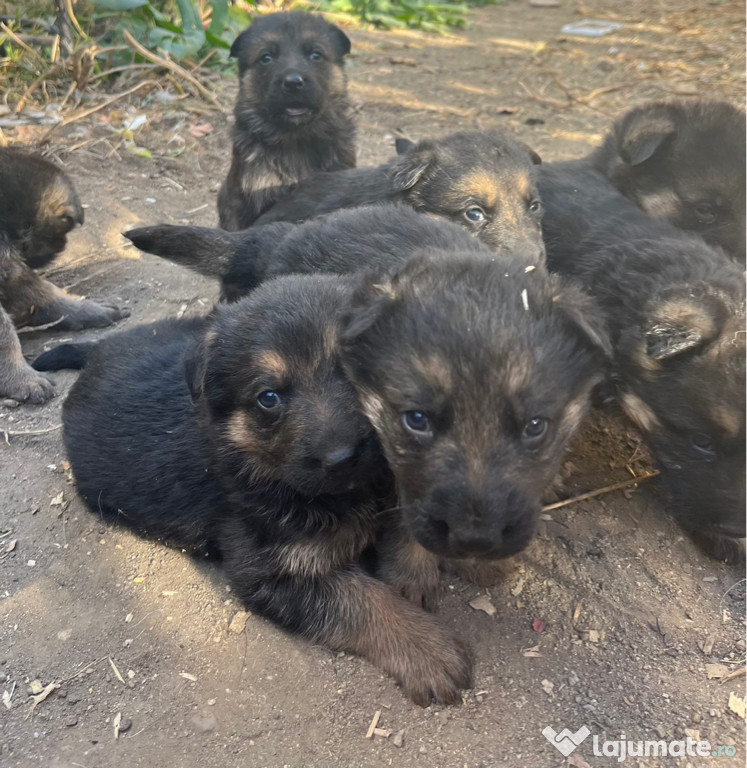 Pui de ciobanesc german