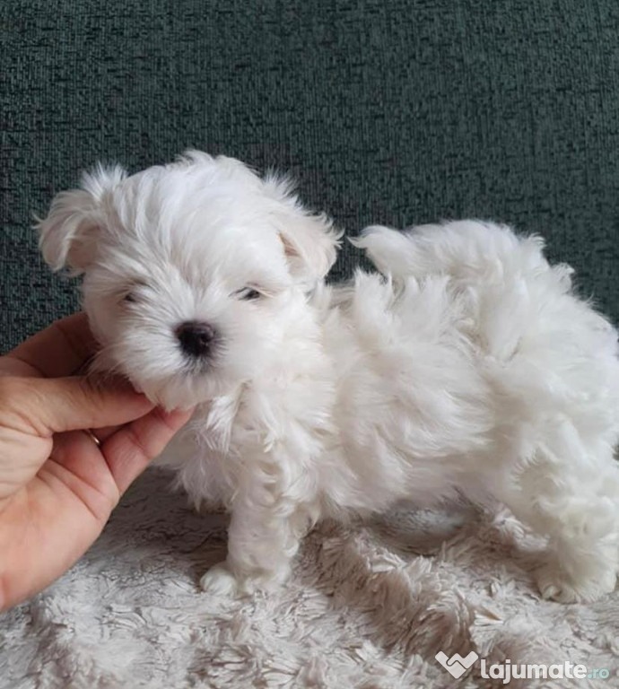 Bichon maltez talie mica alb imaculat