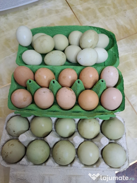 Oua pentru incubator araucana , ameraucana