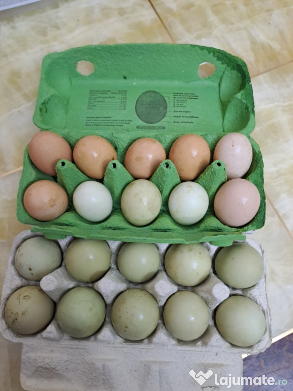 Oua pentru incubator araucana , ameraucana