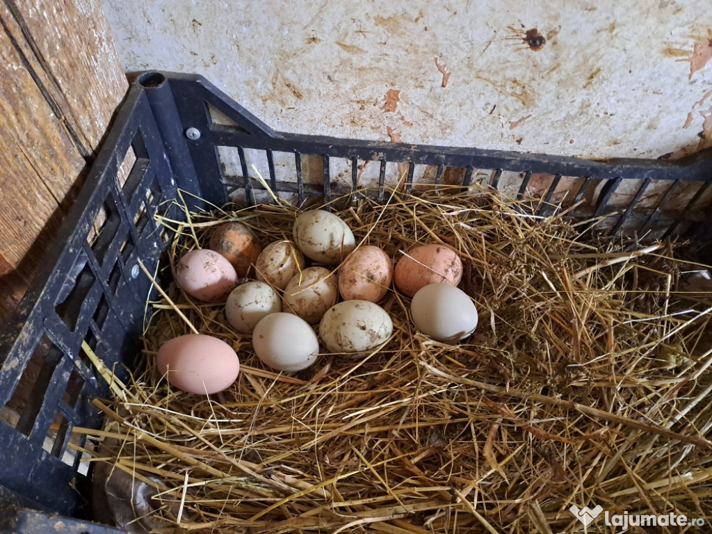 Oua pentru incubator araucana , ameraucana
