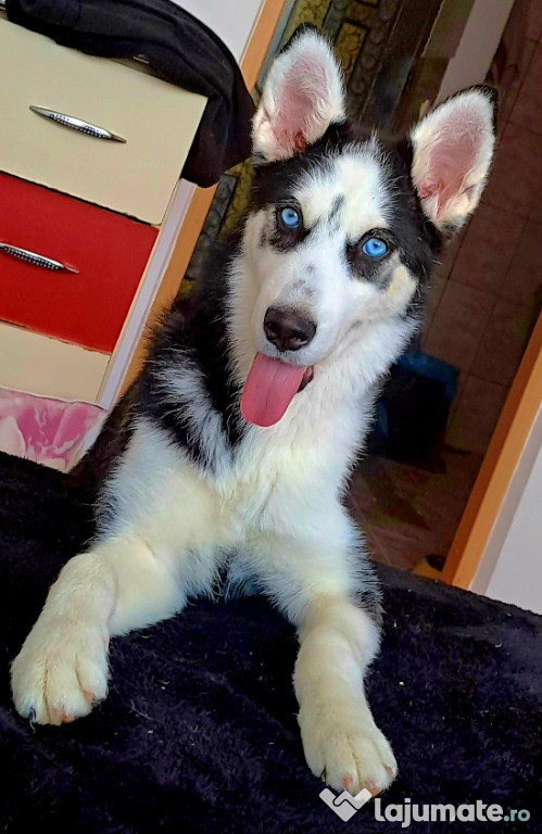 Vaci Aberdeen Angus Pirimipare cu vitel provenit din IA USA