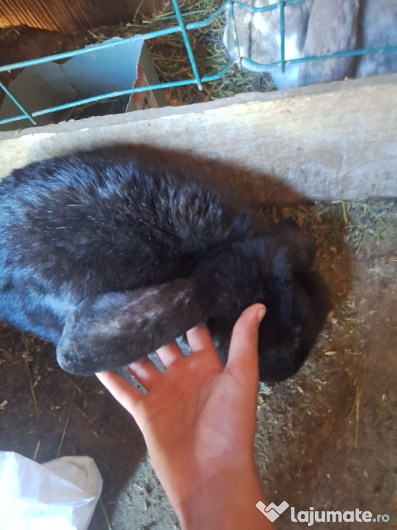 Aparat gard electric Aparatul DL 4500 este alegerea