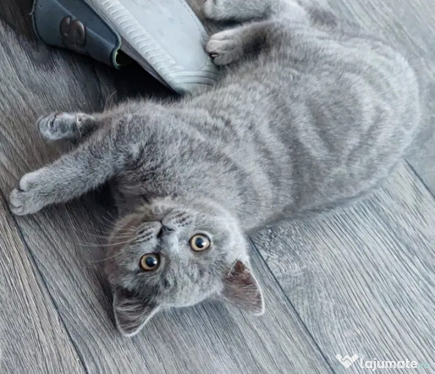 Pui british scottish short hair