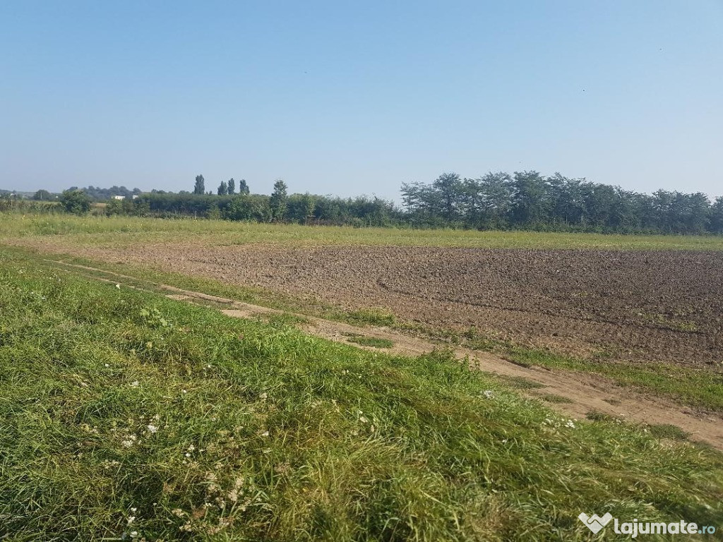 Teren 2000mp in Letea Veche, Bacau