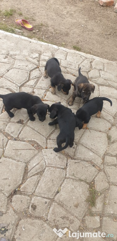 DONEZ Catei metis de rasa Tekel