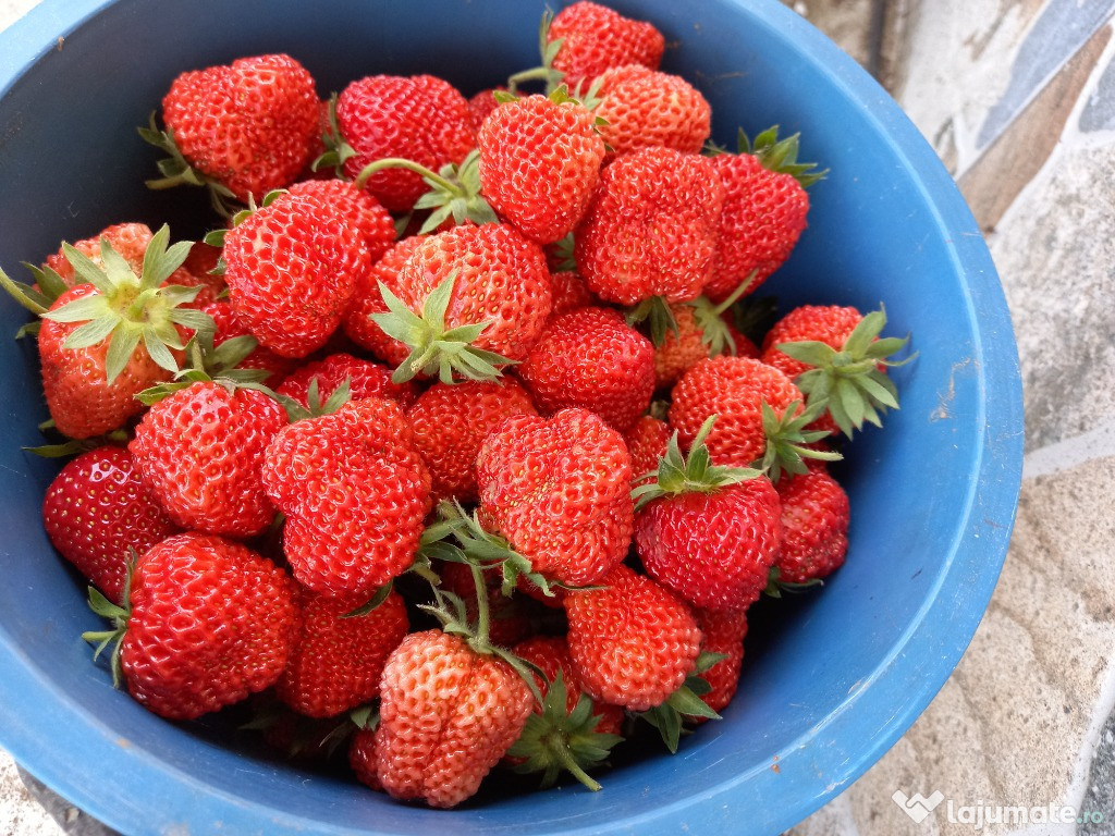 Diferite flori de cameră