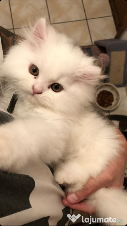 Presa rotunda Claas Rolant 44 2 buc