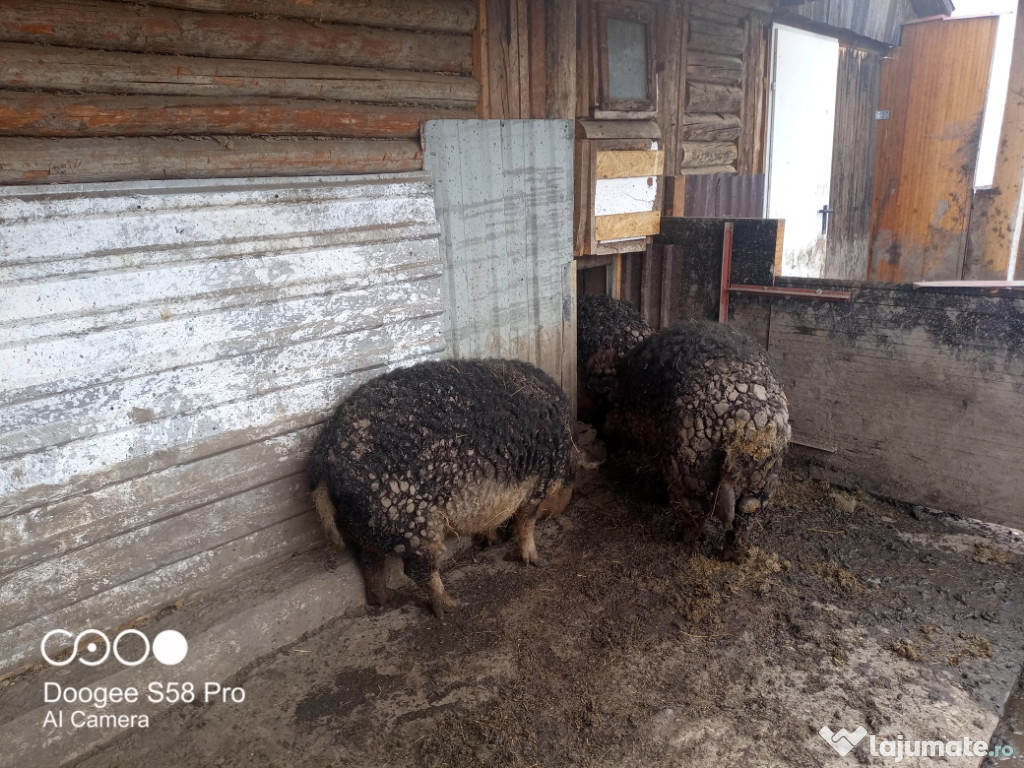 Porci rasa pietrean si mangalita