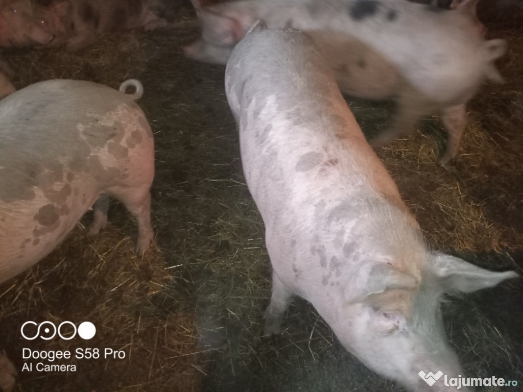 Porci rasa pietrean si mangalita
