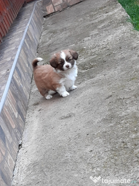 Anunturi Gratuite Tasnad