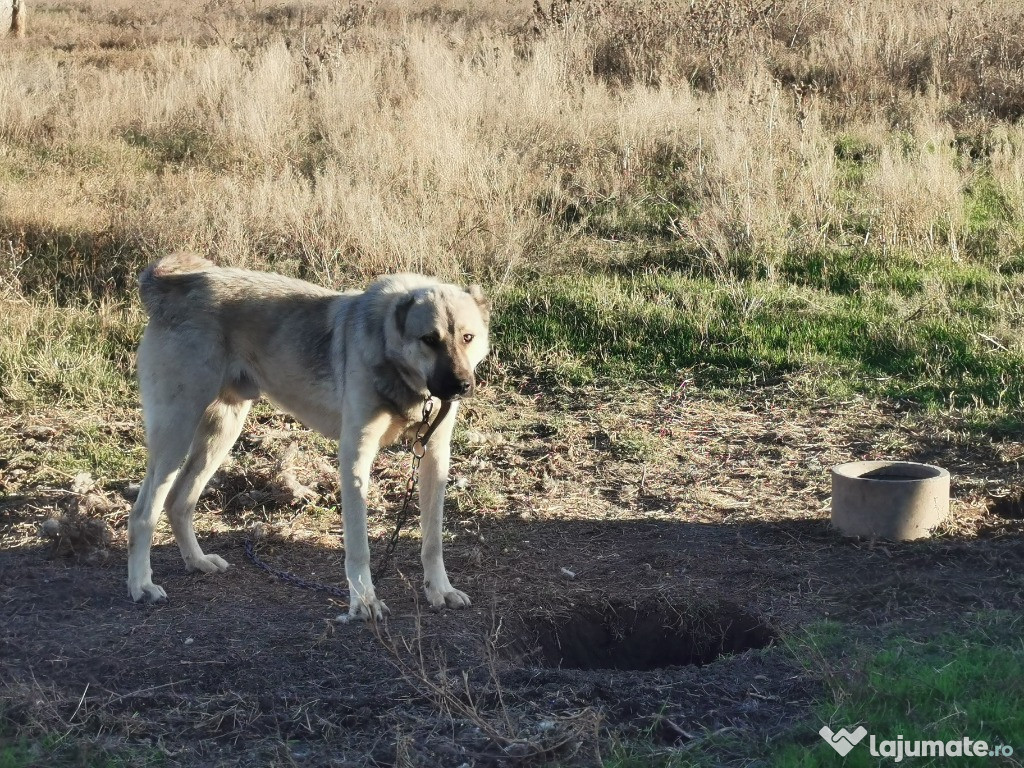 Anunturi Gratuite Carjelari