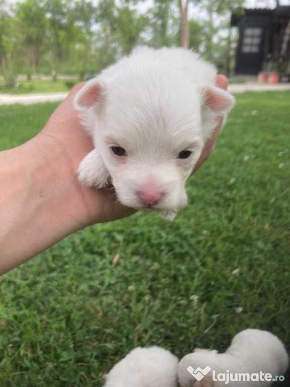 Anunturi Gratuite Caprioru