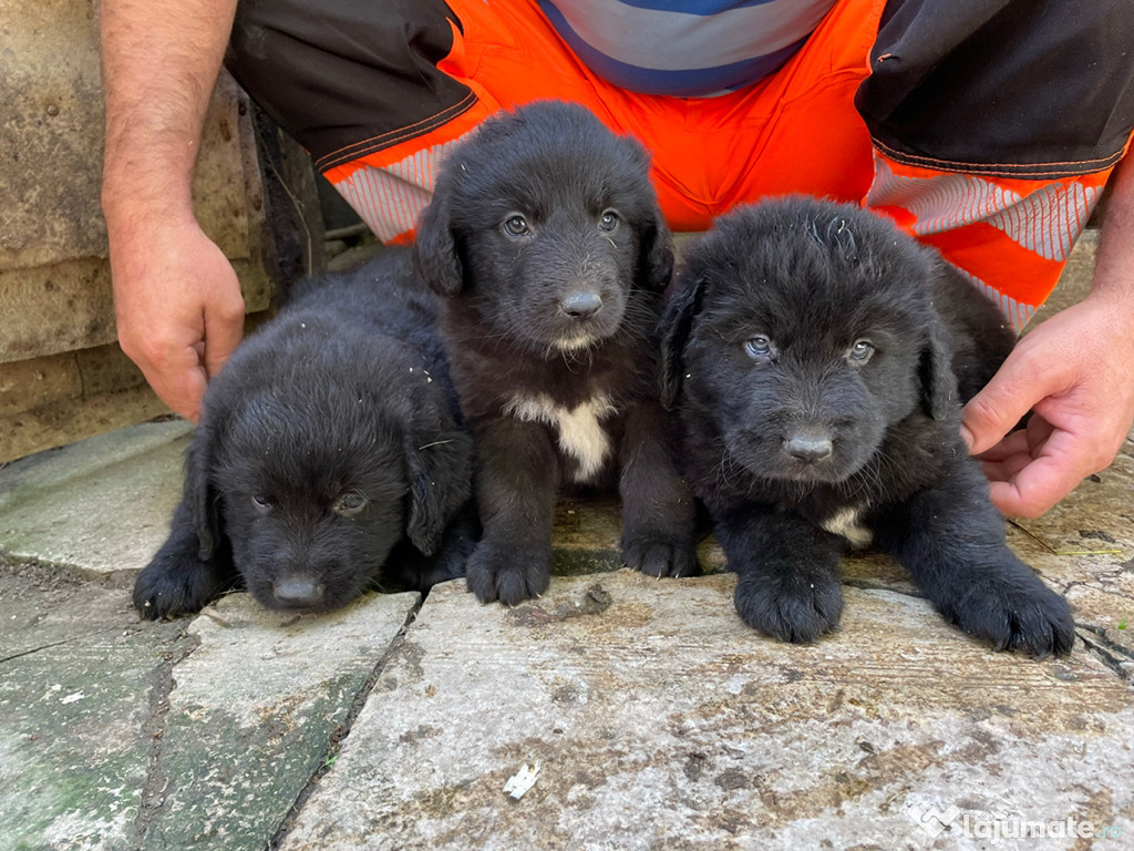 Căței ciobănești corbi