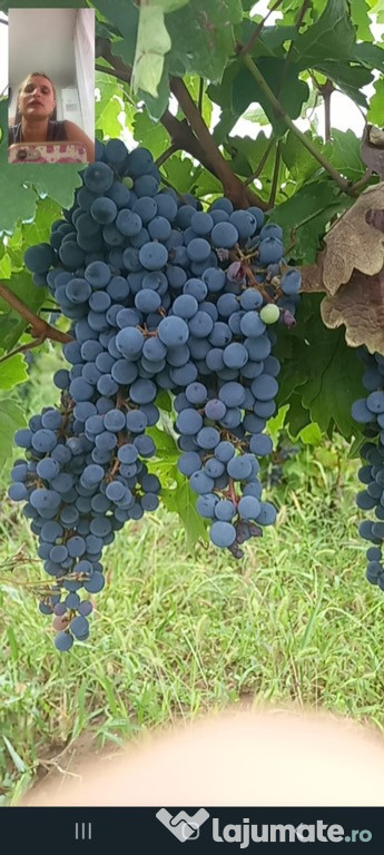 Vin Vita Nobila - Merlot