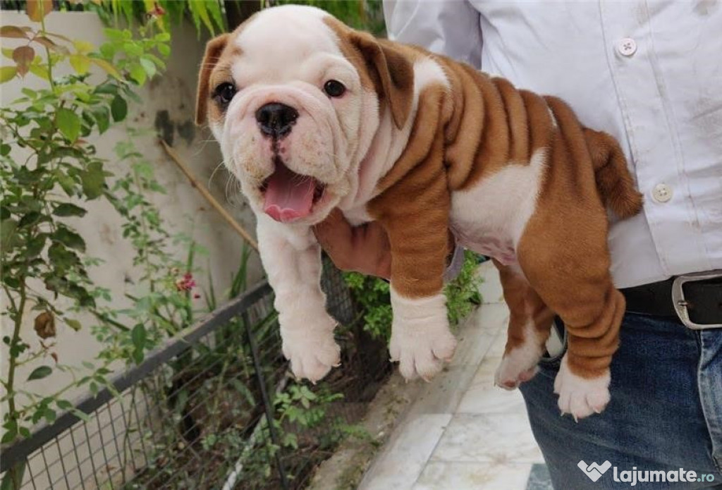 Bulldog Englez superbi, 2 luni, masculi si femele