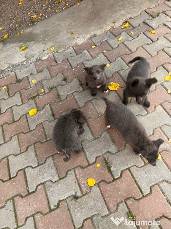 Apartament în Tecuci