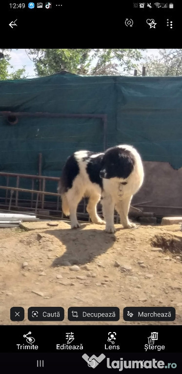 Pui ciobanesc de bucovina