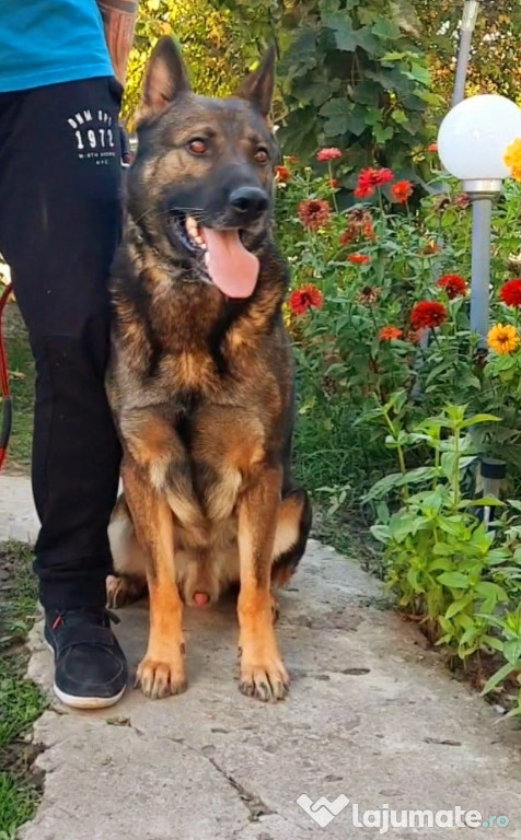 Mascul si femela ciobanesc german linie de lucru cu pedigree