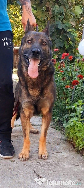 Mascul si femela ciobanesc german linie de lucru cu pedigree