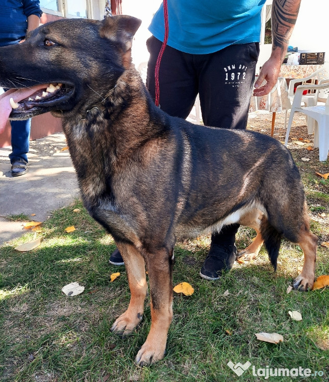 Mascul si femela ciobanesc german linie de lucru cu pedigree