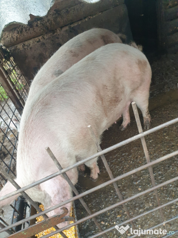 Anvelope 500/85 R24 Continental. Cauciucuri Agricole Second