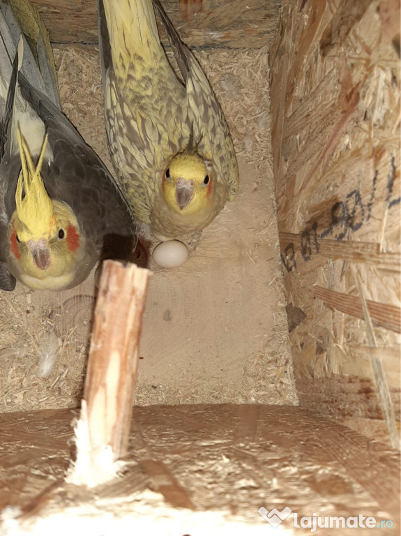 Perusi, nimfe,canari,Zebrute,agaponis,cantatori,kakariki