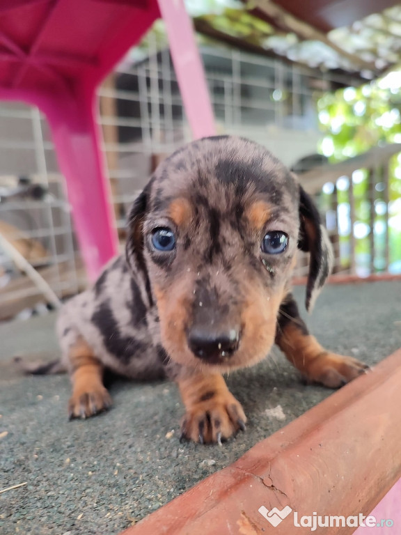 Pui de teckel arlechin pedigree