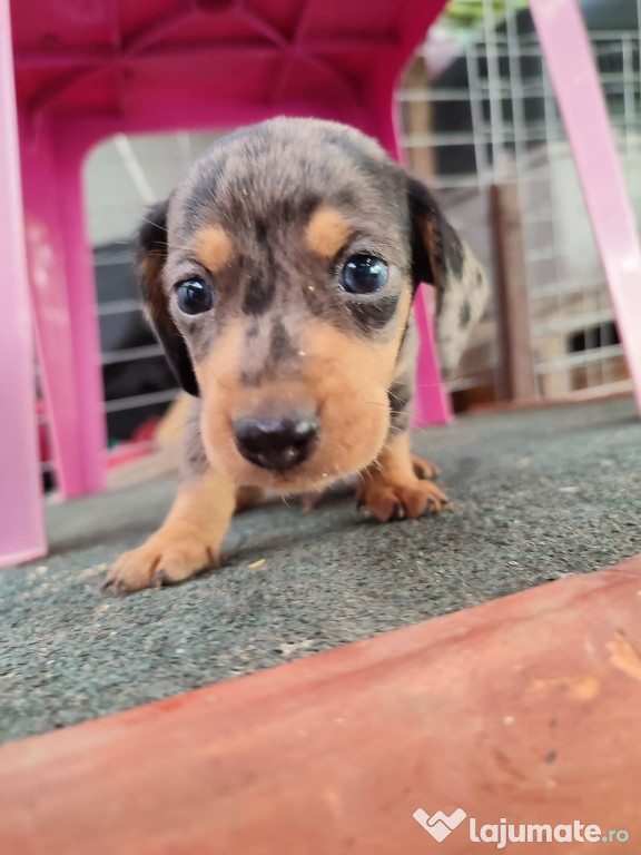 Pui de teckel arlechin pedigree