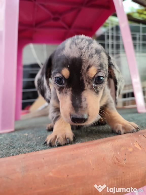 Pui de teckel arlechin pedigree