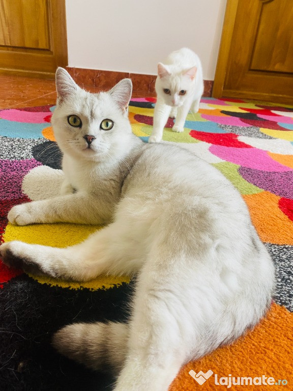 British shorthair alb imaculat si tabby din parinti exemplar