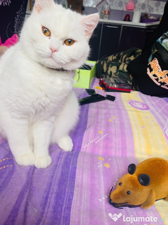 British shorthair alb imaculat si tabby din parinti exemplar