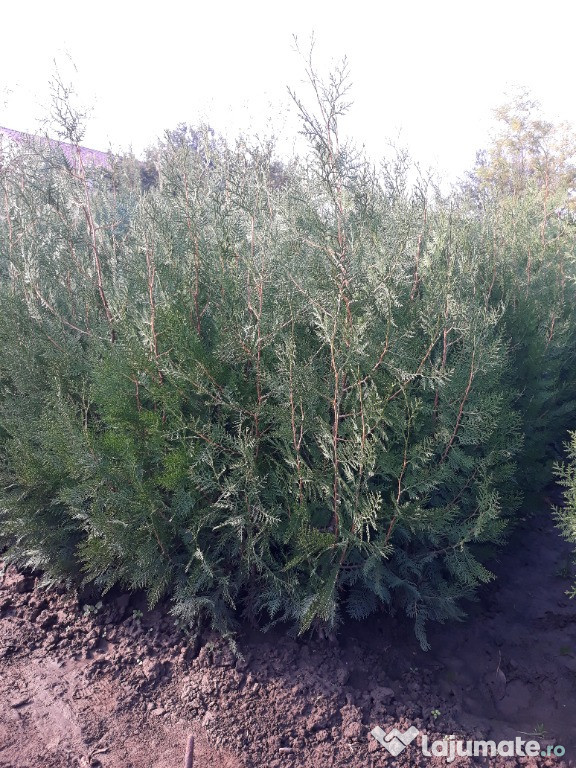 Gard viu permanent din tuia biota