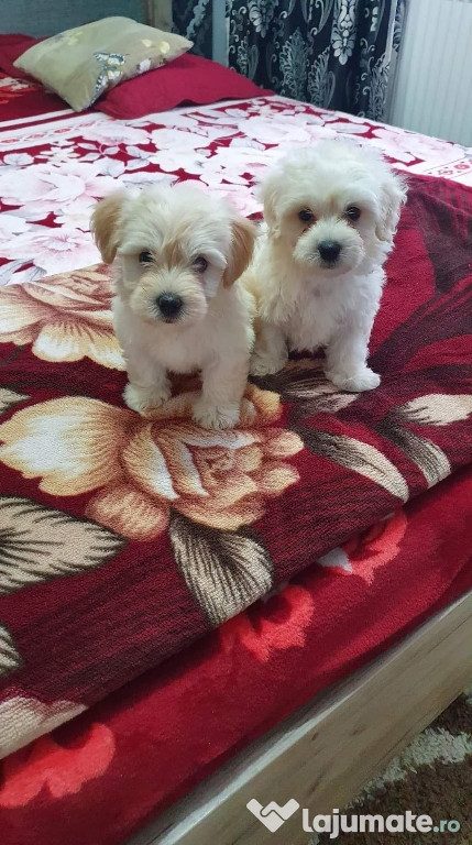 Bichon ,doar fetița , cea cu maro.e valabilă