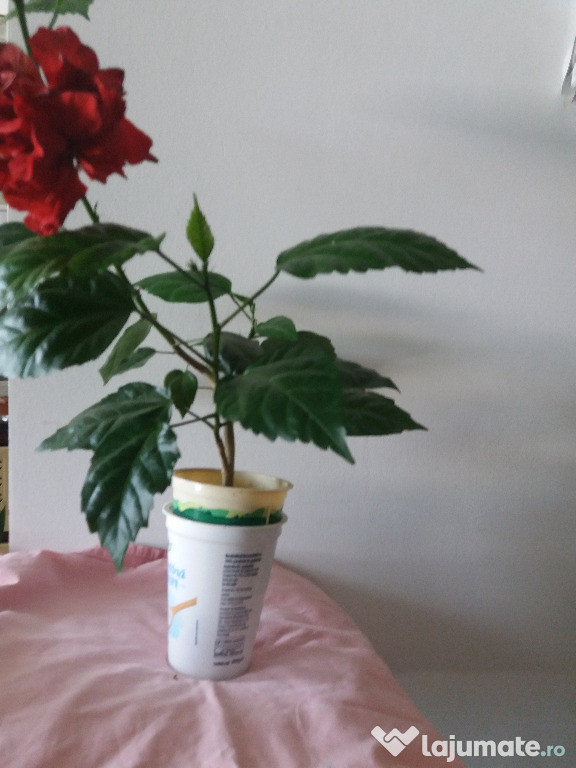 Hibiscus / Trandafir Japonez - plantă exotică cu flori bătut