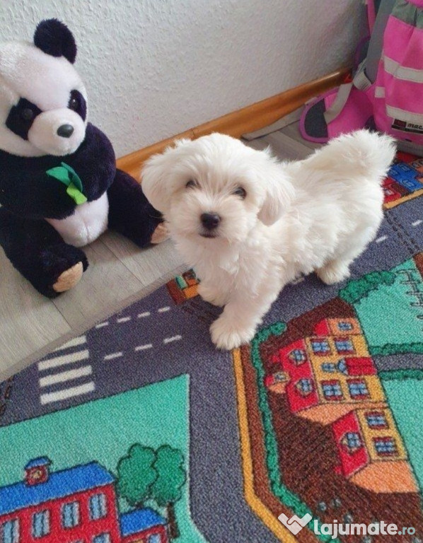 Teren de vânzare in Vama Veche