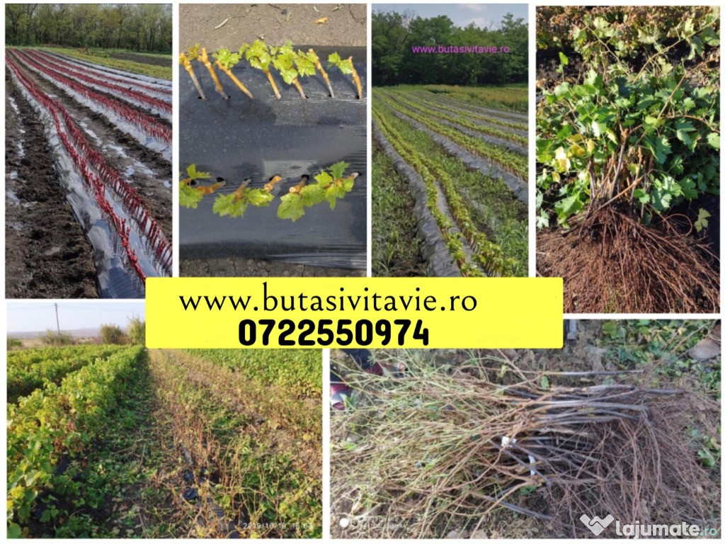 Butași viță de vie si pomi fructiferi
