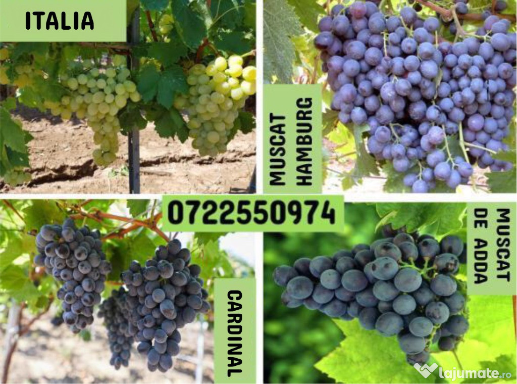 Butași viță de vie si pomi fructiferi