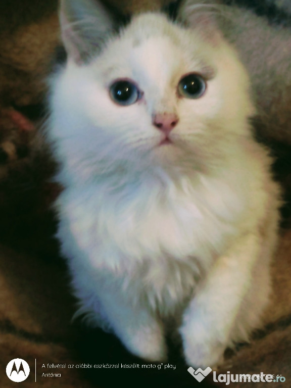 Închiriez camera cămin Kaufland Nicolina