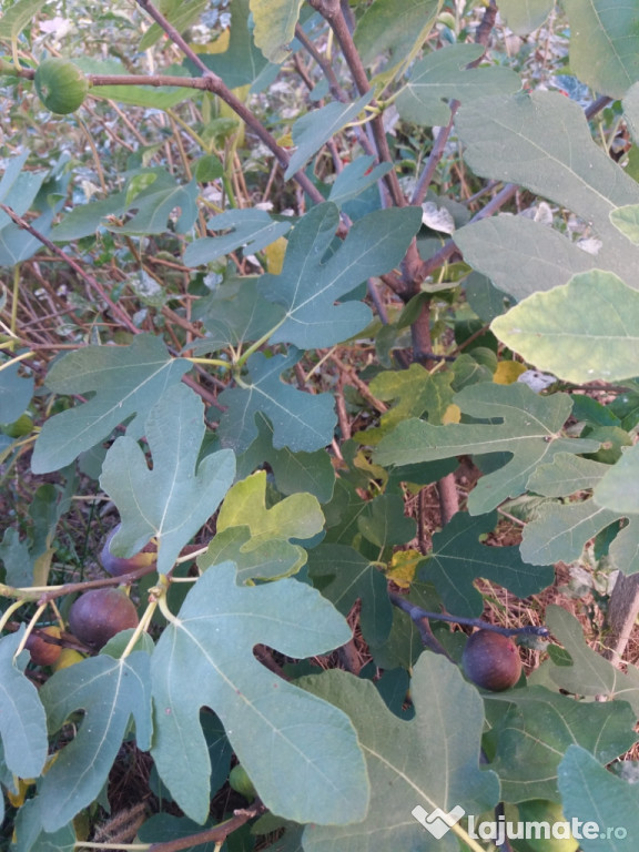 Damigeana/butelca/butoi ceramica vin pt. foisor, bar, terasa