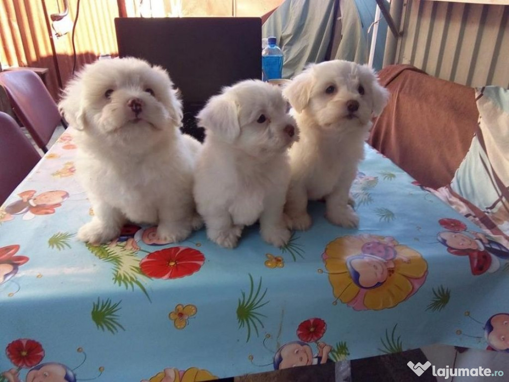 Remorca RM 2 basculabila